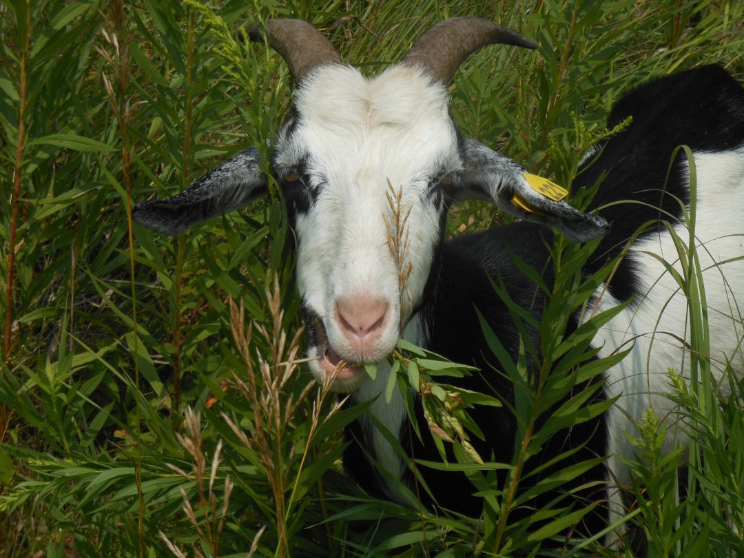 Goats in the forest: A different kind of land management - Natural ...