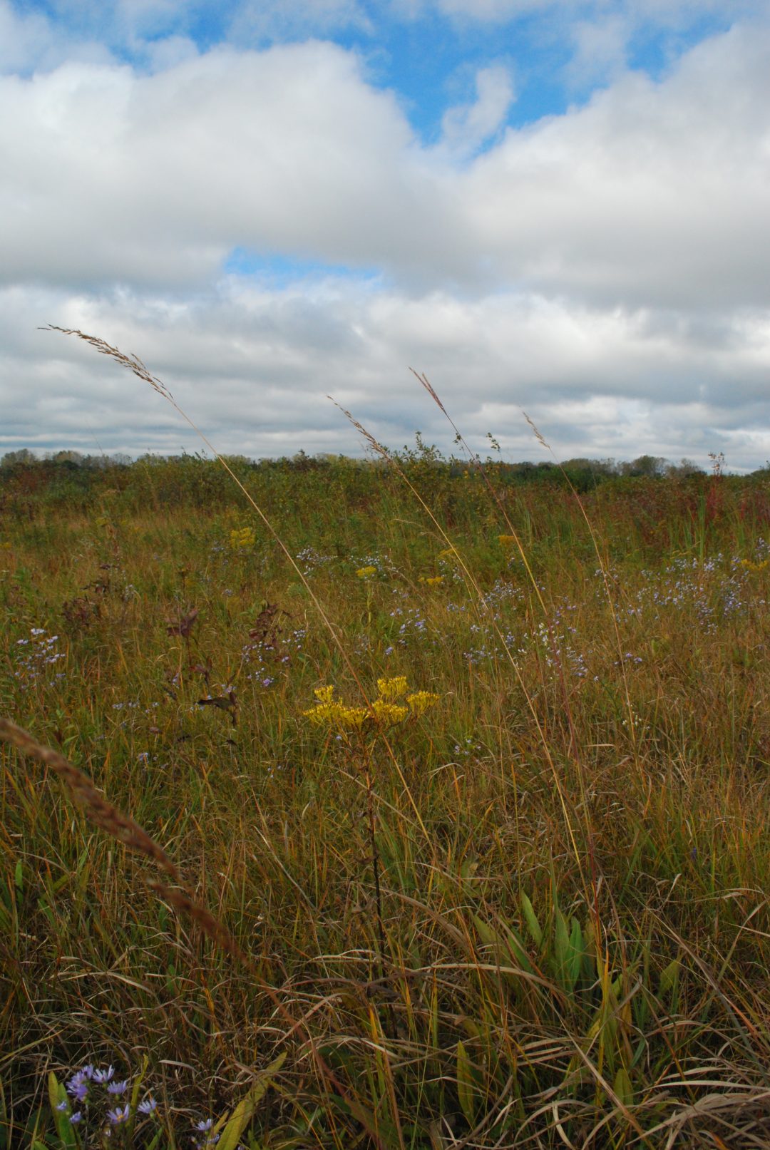 Celebrating Wisconsin's Wetlands of International Importance - Natural ...