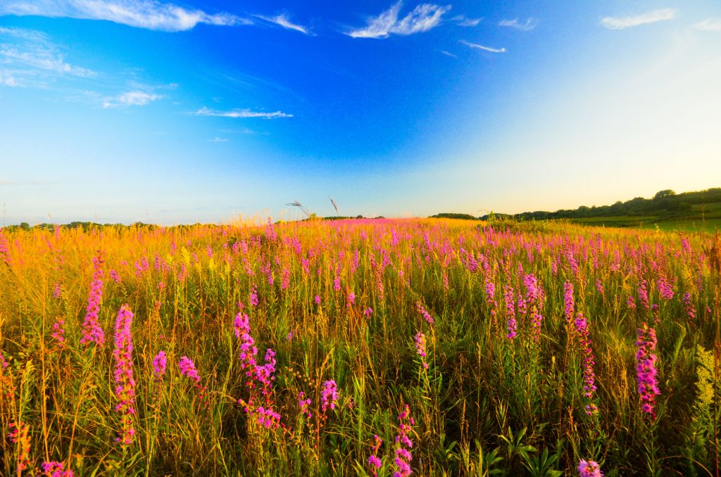 Discovering nature (and supporting conservation) through a camera lens ...