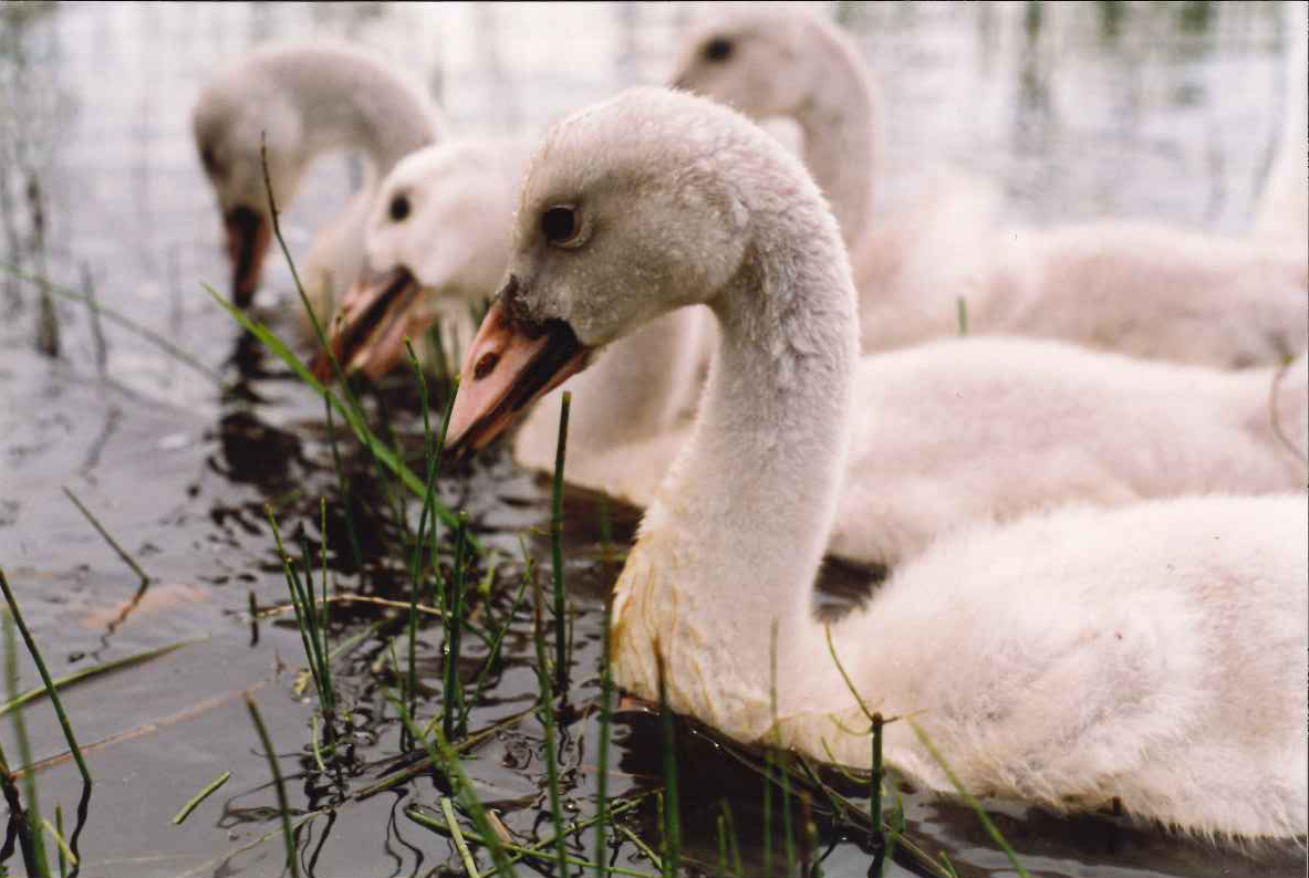 Saving the trumpeter swans in Wisconsin - Natural Resources Foundation