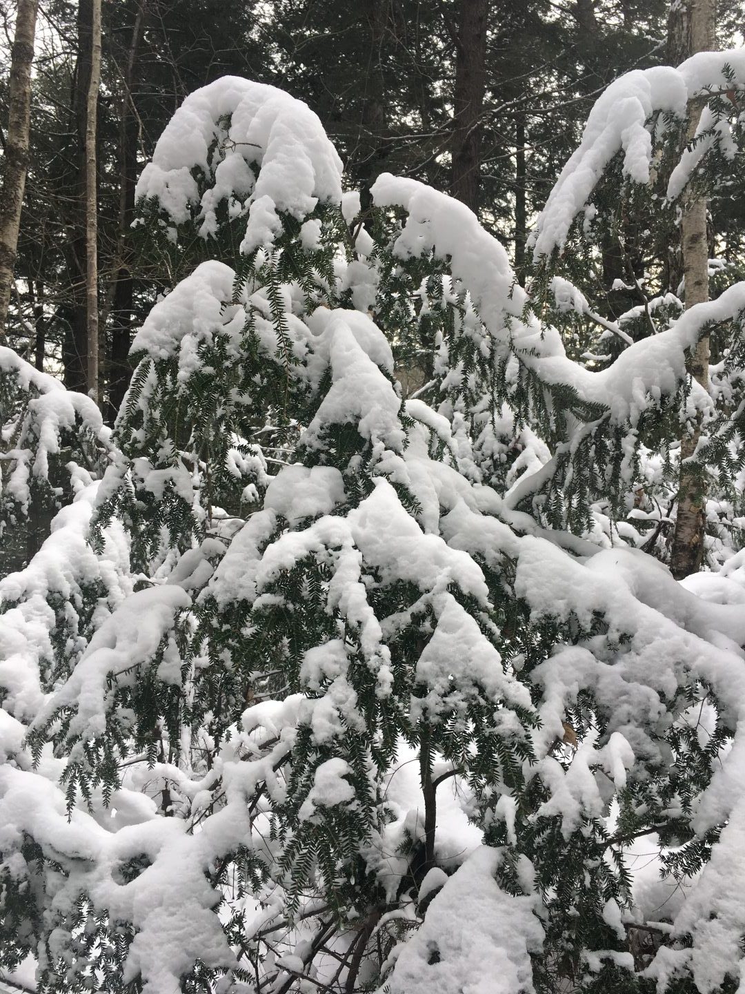 A Walk Through Time and Hemlocks