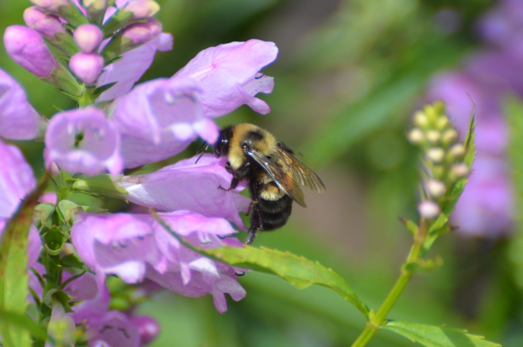 Wisconsin Pollinator Protection Fund to support native WI pollinators