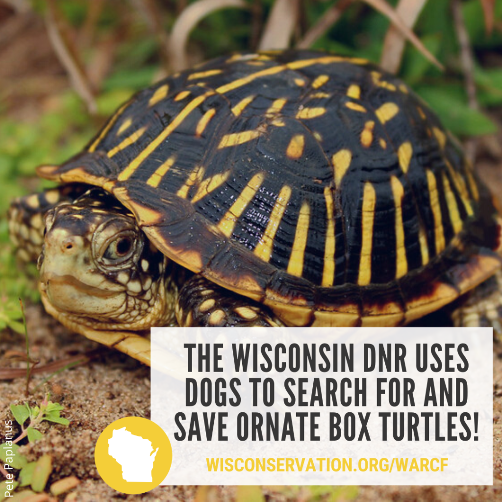 The Wisconsin Amphibian and Reptile Conservation Fund - Natural ...