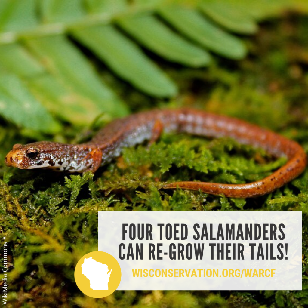 The Wisconsin Amphibian and Reptile Conservation Fund - Natural ...