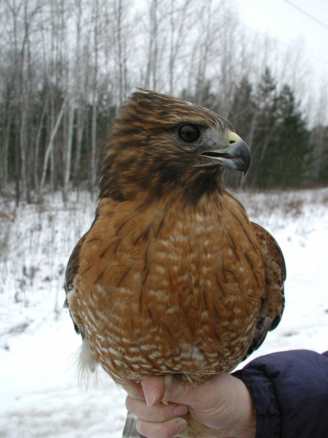 Tracking the Phantoms: A Red-shouldered Hawk Telemetry Study - Natural ...