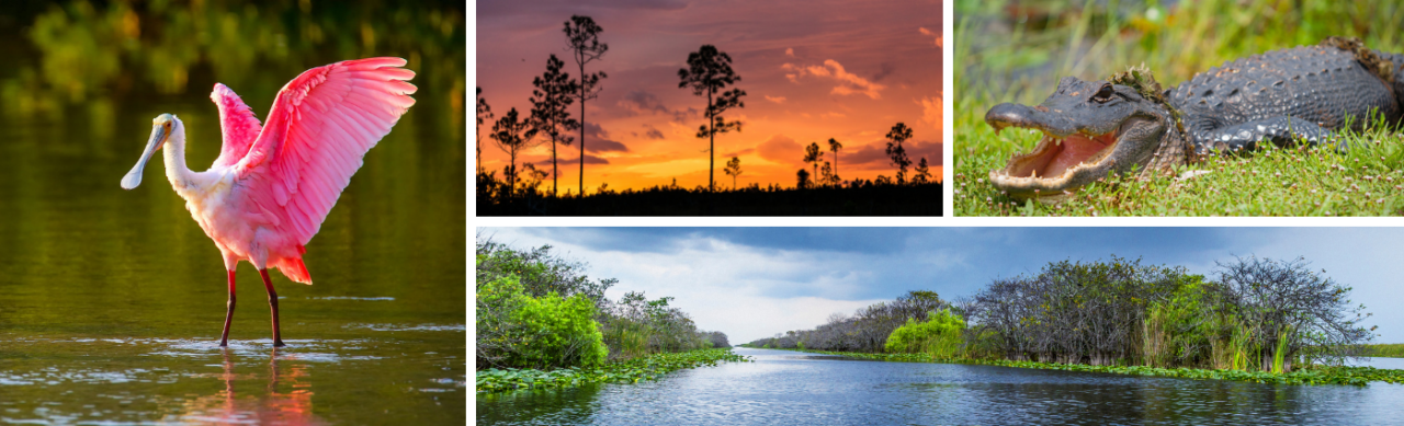 Explore Florida with the Natural Resources Foundation