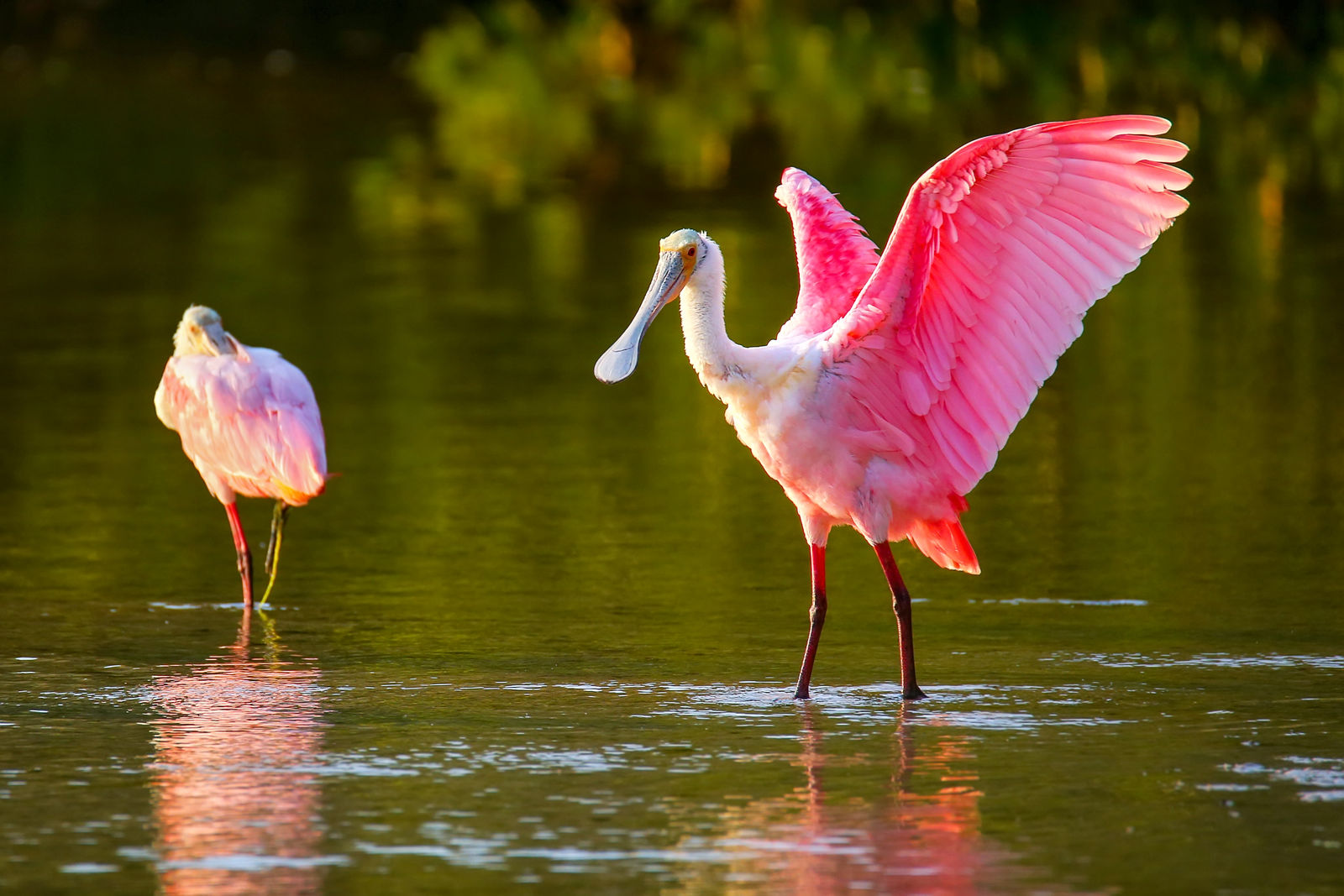 Explore Florida with the Natural Resources Foundation