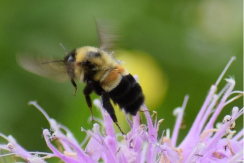 5 Steps to Planting a Pollinator Garden in Wisconsin