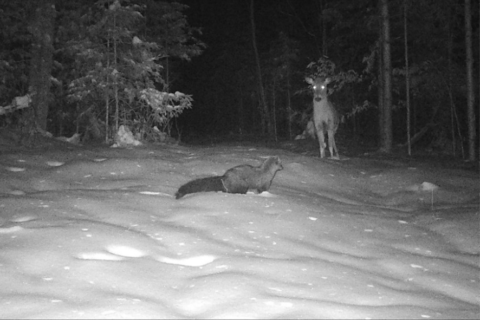 Snapshot Wisconsin Trail Cams Capture Rare Wildlife Interactions