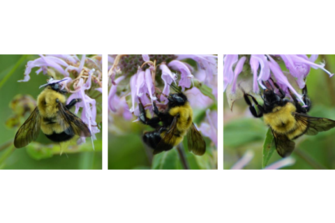 Let's go on a bumble bee walk