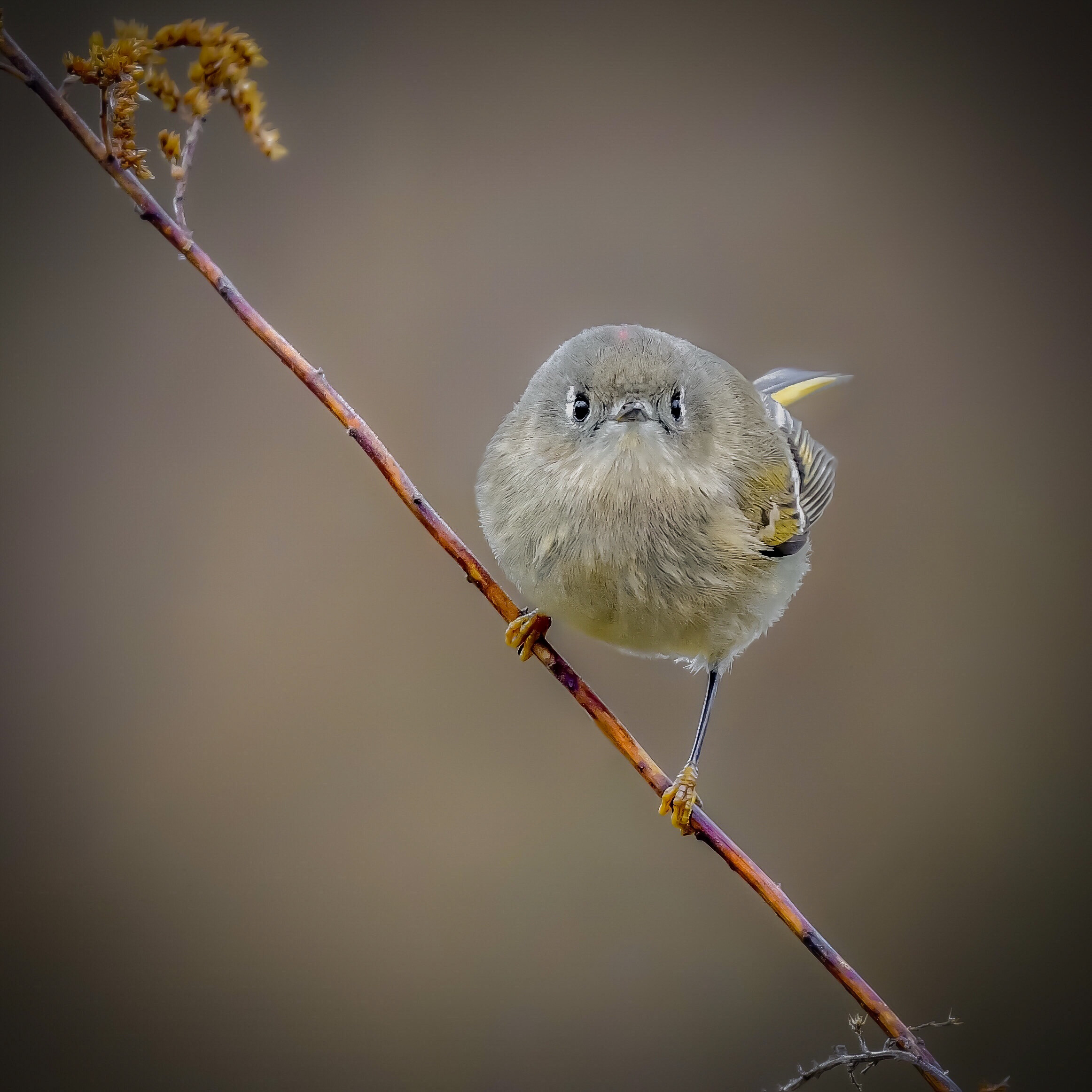 Welcome to Wisconsin Fat Bird Week