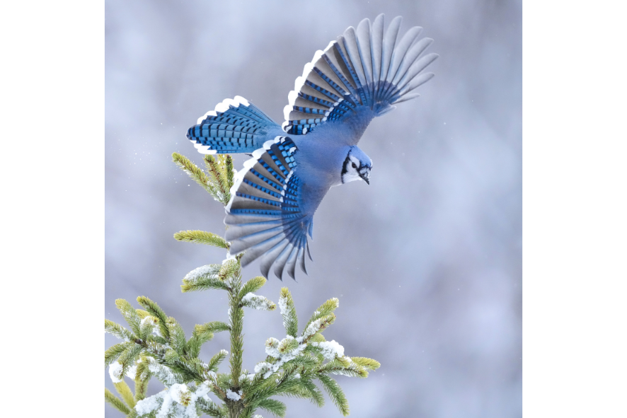 NRF's 10th Annual Photo Contest