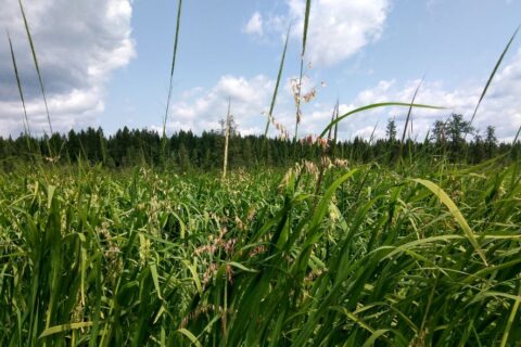 Bringing Wild Rice Back to Spur Lake
