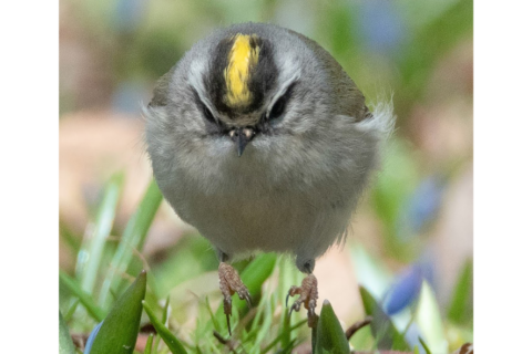 Welcome to Wisconsin Fat Bird Week