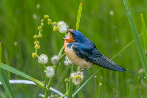 Welcome to Wisconsin Fat Bird Week
