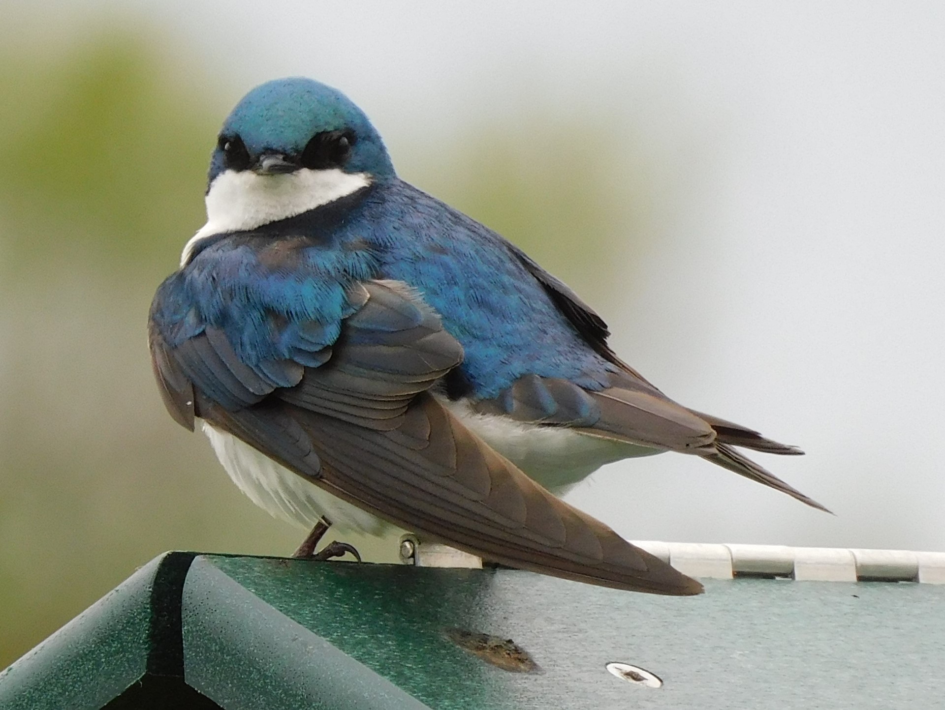 Fat Bird Week