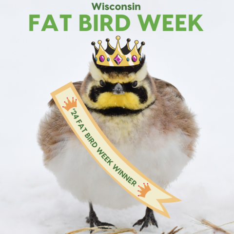 Fat Bird Week