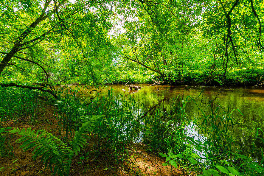 Battling Buckthorn at Bibon Swamp: Bayfield County's Largest Wetland